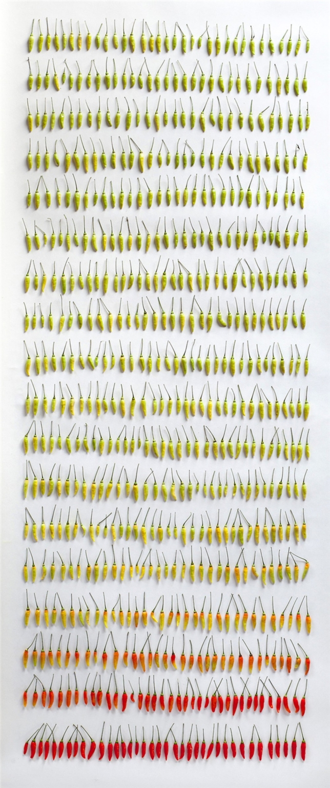 50+ Knolling Photography Examples | Man of Many