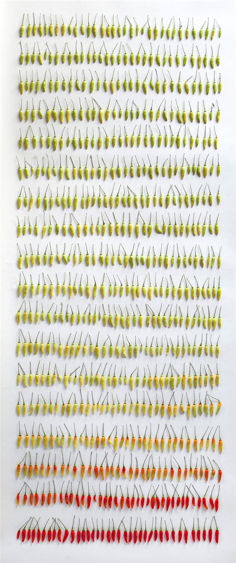 50+ Knolling Photography Examples | Man of Many