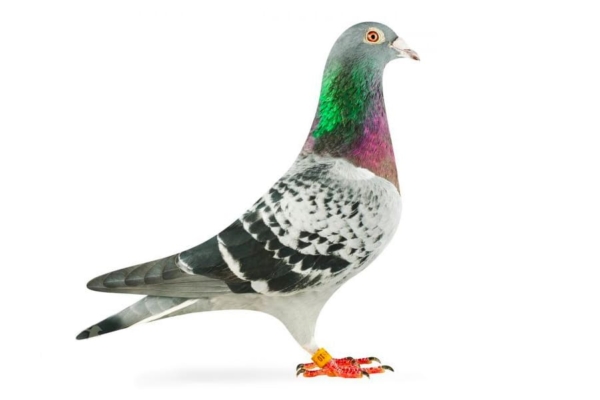 Most Expensive Bird Ever Sold at Auction at €1,252,000 | Man of Many