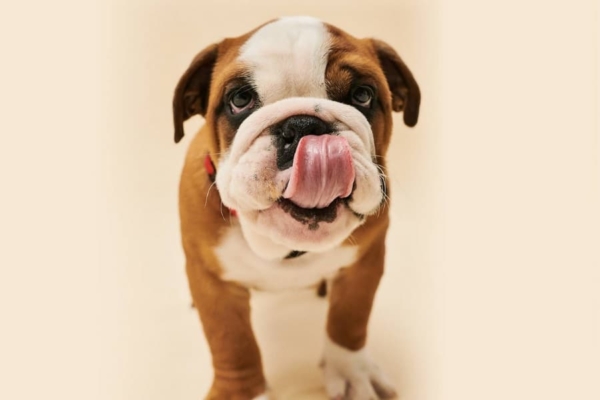 Is Scratch Dog Food the Best Available in Australia? | Man of Many