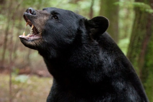 The True Story of 'Cocaine Bear' and Why it's Getting its Own Movie ...