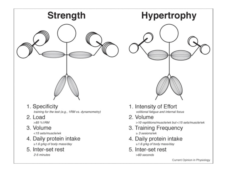 What is Hypertrophy? The Workout Hack Trainers Swear By | Man of Many
