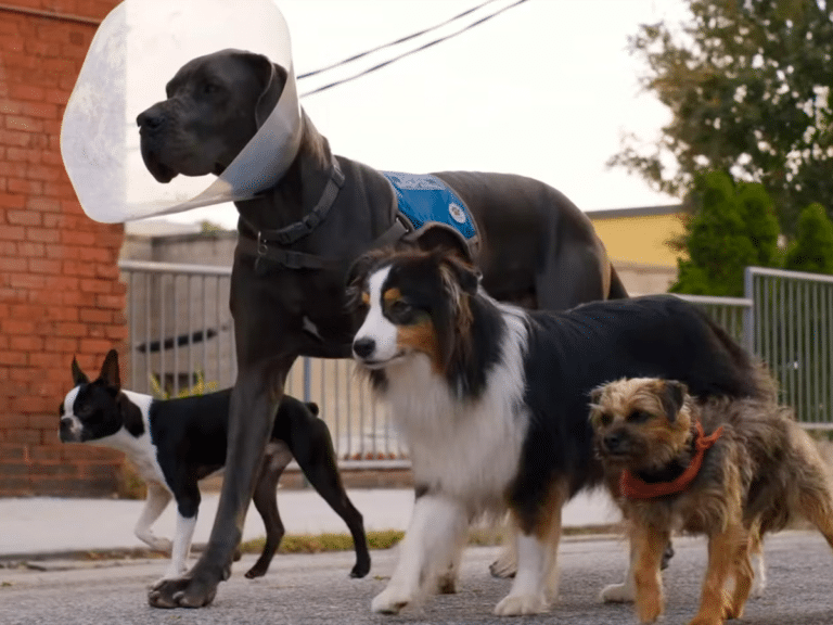 'Strays' Trailer Shows Will Ferrell and Jamie Foxx as Some Sick Puppies ...