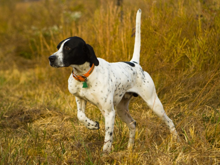 12 Best Hunting Dog Breeds | Man of Many