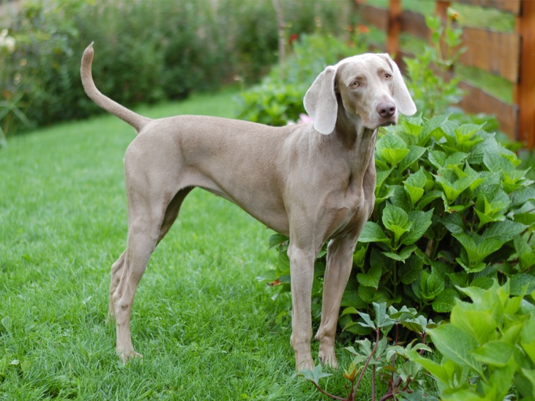 12 Best Hunting Dog Breeds | Man of Many