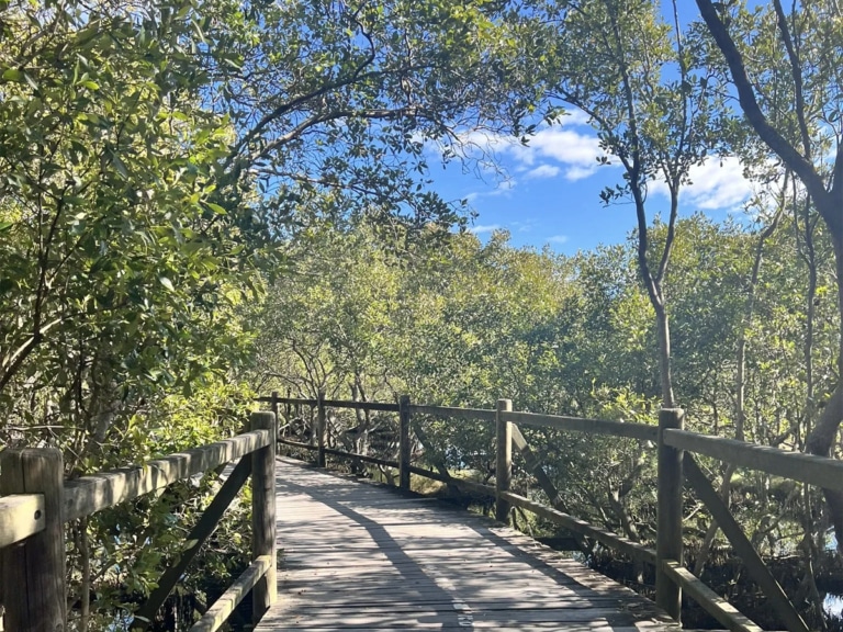 16 Best Walking Tracks in Brisbane | Man of Many