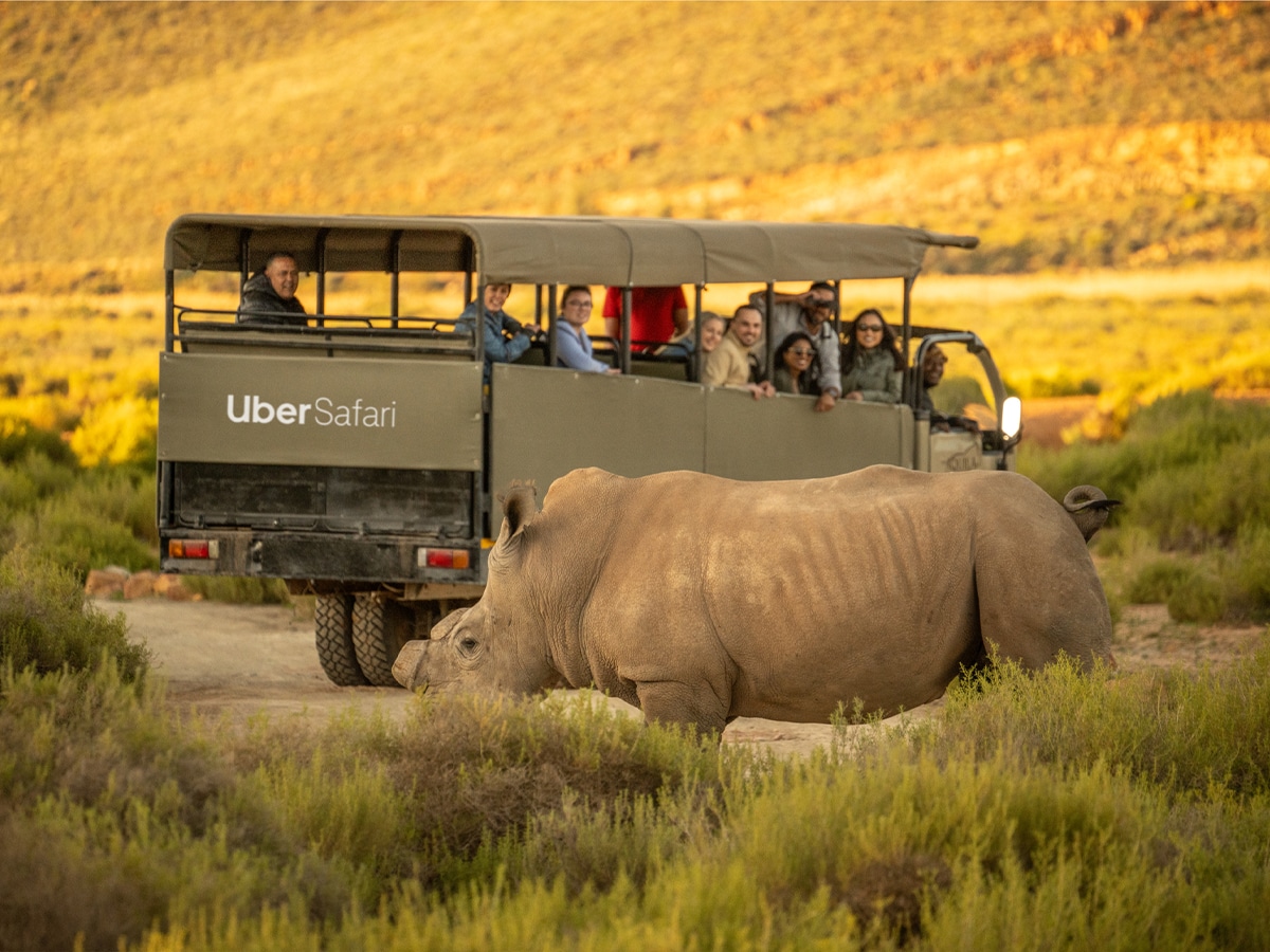 'Epic' Uber Safari Experience Launches in South Africa. And It's Less ...
